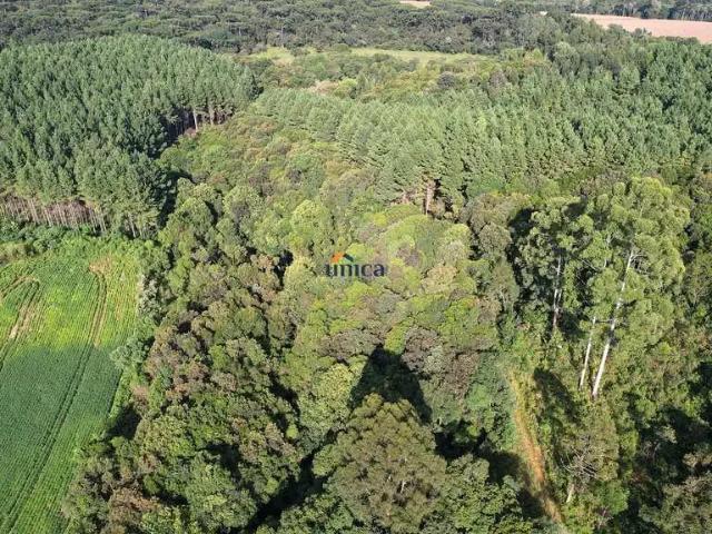 Terreno / Lote para Venda em São Bento do Sul/SC Dona Francisca