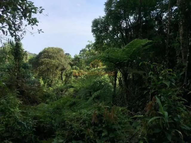 Terreno / Lote para Venda em São Bento do Sul/SC Rio Vermelho Estação