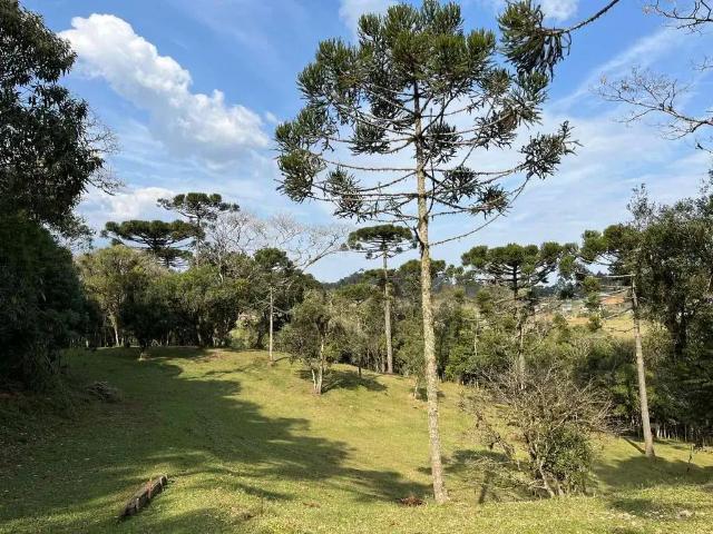 Terreno / Lote para Venda em São Bento do Sul/SC Rio Vermelho Estação