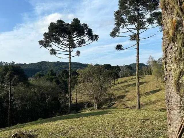 Terreno / Lote para Venda em São Bento do Sul/SC Rio Vermelho Povoado