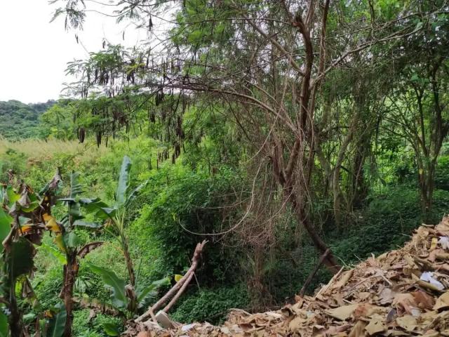 Terreno / Lote para Venda em São Bernardo do Campo/SP Assunção