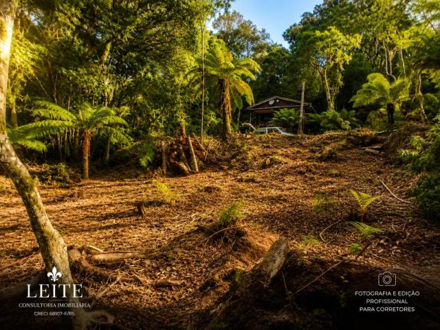 Terreno / Lote para Venda em São Francisco de Paula/RS Colinas