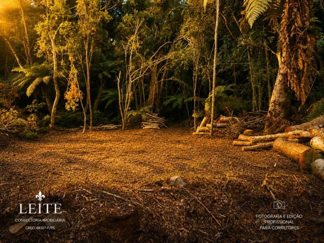 Terreno / Lote para Venda em São Francisco de Paula/RS Colinas