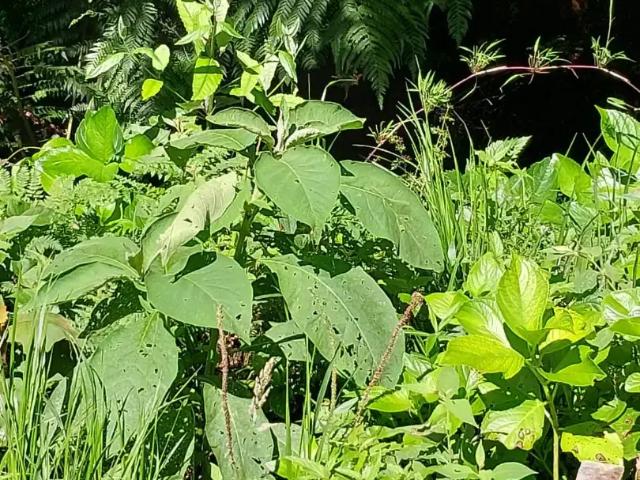 Terreno / Lote para Venda em São Francisco de Paula/RS Colinas