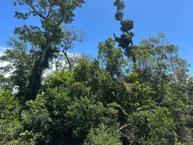 Terreno / Lote para Venda em São Francisco do Sul/SC Praia do Ervino