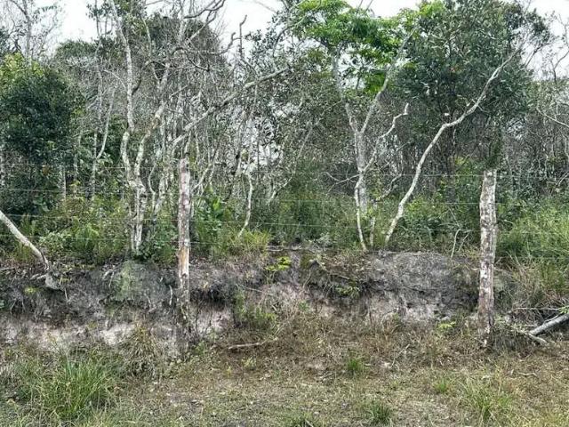 Terreno / Lote para Venda em São Francisco do Sul/SC Praia do Ervino