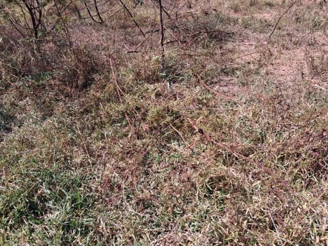 Terreno / Lote para Venda em São Joaquim de Bicas/MG Serra Dourada Itatiaia