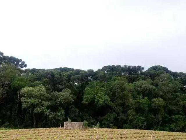 Terreno / Lote para Venda em São José dos Pinhais/PR Campina do Taquaral