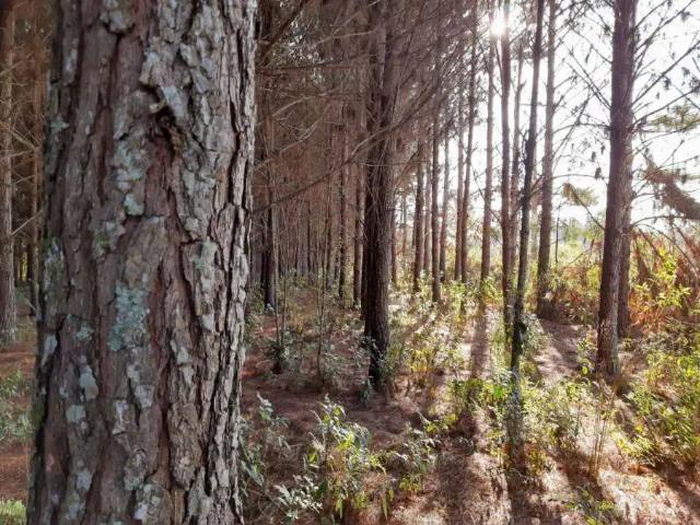 Terreno / Lote para Venda em São José dos Pinhais/PR Campina do Taquaral