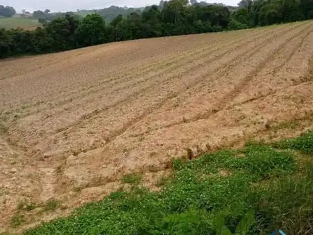 Terreno / Lote para Venda em São José dos Pinhais/PR Colônia Malhada