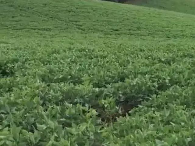 Terreno / Lote para Venda em São José dos Pinhais/PR Colônia Mergulhão
