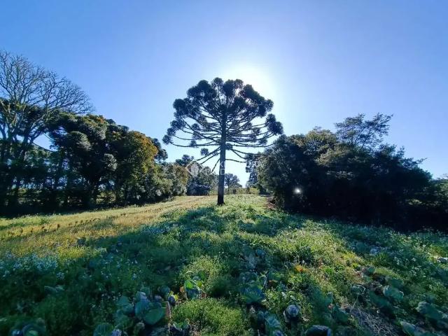 Terreno / Lote para Venda em São José dos Pinhais/PR Colônia Murici