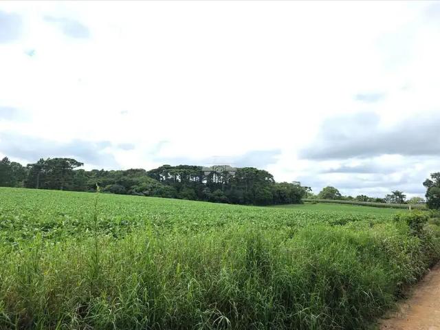 Terreno / Lote para Venda em São José dos Pinhais/PR Colônia Murici