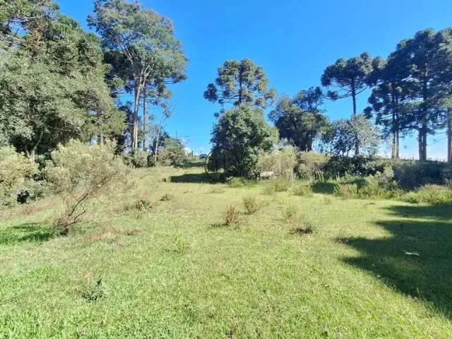 Terreno / Lote para Venda em São José dos Pinhais/PR Colônia Zacarias