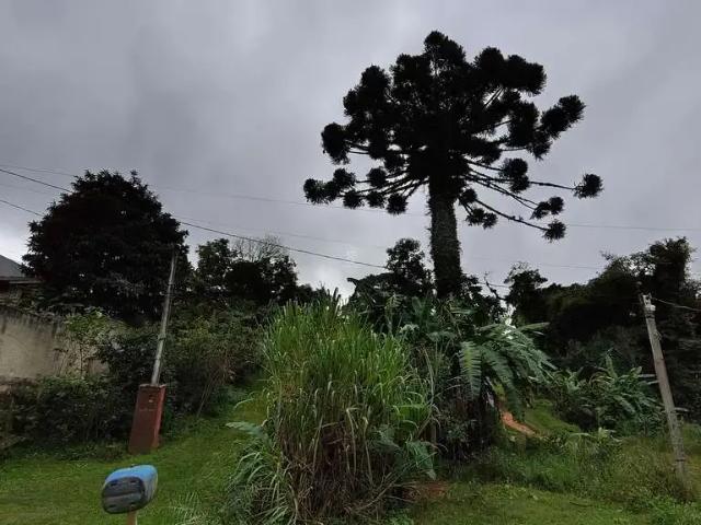 Terreno / Lote para Venda em São José dos Pinhais/PR Del Rey