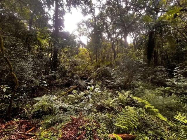 Terreno / Lote para Venda em São José dos Pinhais/PR Jurema