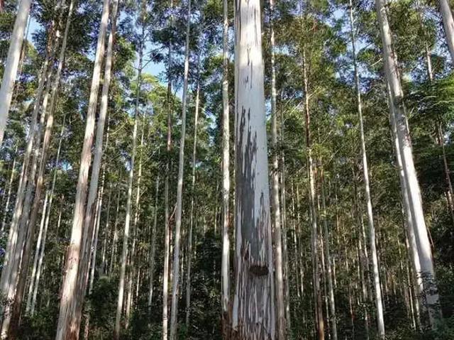 Terreno / Lote para Venda em São Lourenço do Oeste/SC Centro