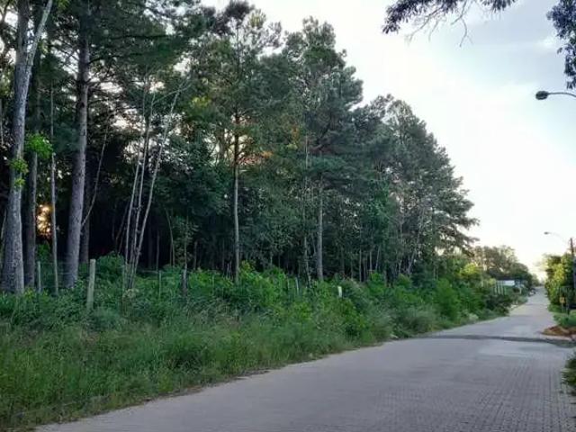 Terreno / Lote para Venda em São Leopoldo/RS Campestre
