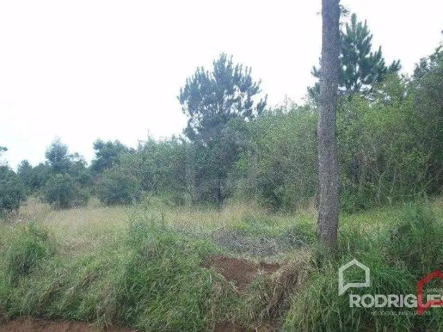 Terreno / Lote para Venda em São Leopoldo/RS Campestre
