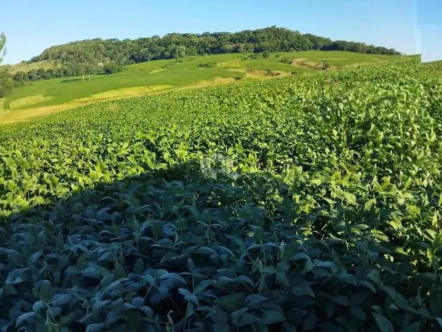Terreno / Lote para Venda em São Martinho da Serra/RS Centro