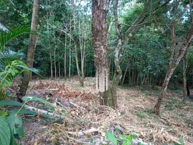 Terreno / Lote para Venda em São Sebastião/SP Cigarras