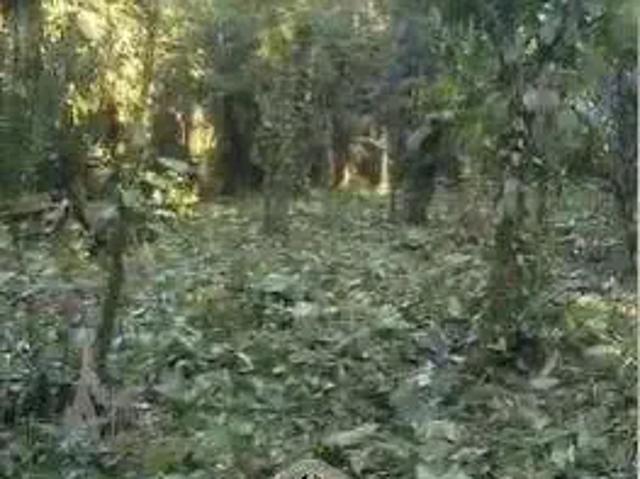 Terreno / Lote para Venda em São Sebastião/SP Barra do Una