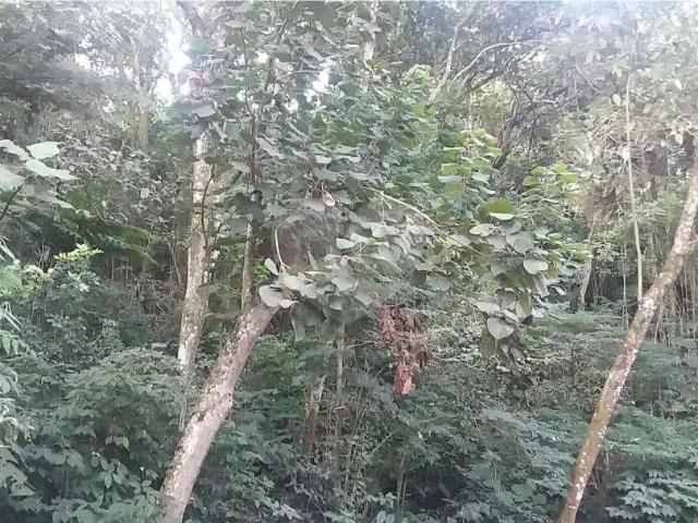 Terreno / Lote para Venda em São Paulo/SP Tucuruvi