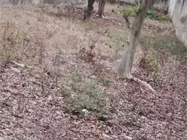 Terreno / Lote para Venda em São Paulo/SP Jardim Avelino