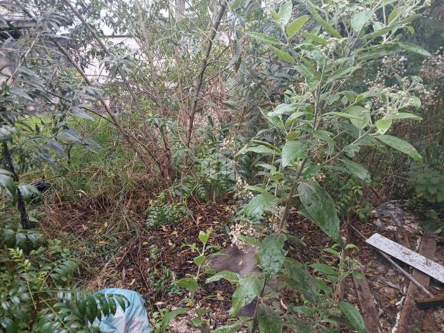 Terreno / Lote para Venda em São Paulo/SP Parque Mandaqui