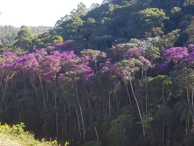 Terreno / Lote para Venda em Santa Teresa/ES Alto Caldeirão