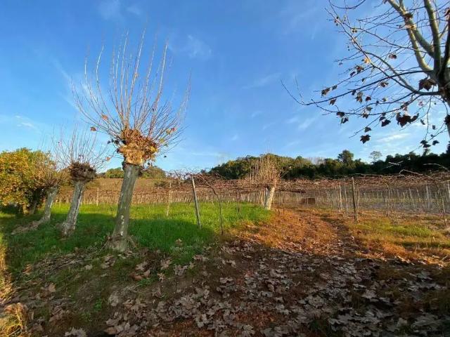 Terreno / Lote para Venda em Santa Tereza/RS Centro