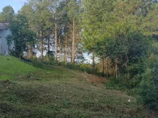 Terreno / Lote para Venda em Santa Cruz do Sul/RS Aliança