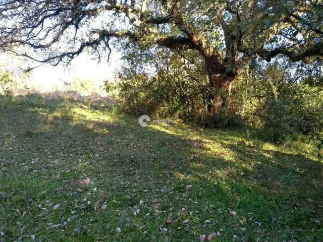 Terreno / Lote para Venda em Santa Maria/RS Cerrito