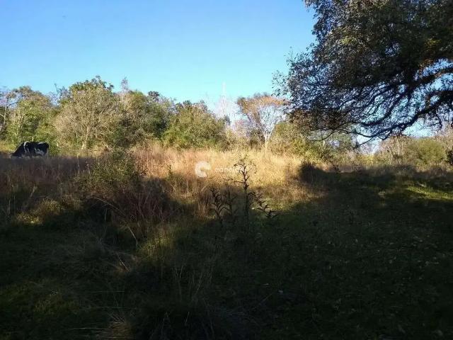 Terreno / Lote para Venda em Santa Maria/RS km 3