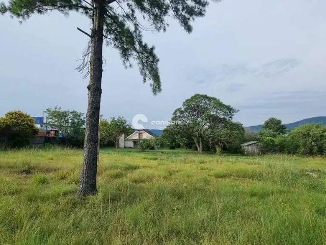 Terreno / Lote para Venda em Santa Maria/RS Pé de Plátano