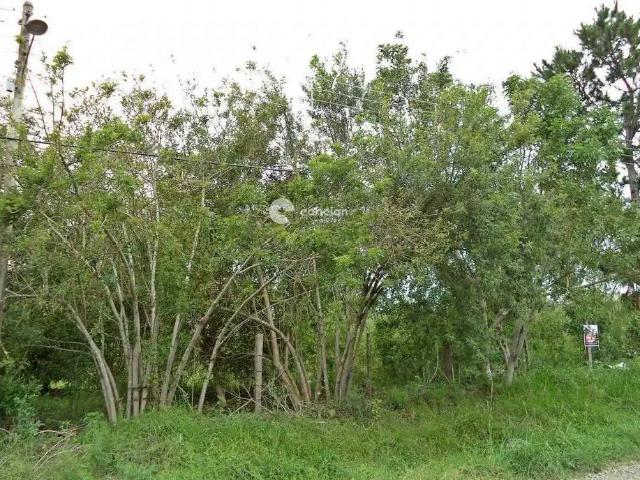 Terreno / Lote para Venda em Santa Maria/RS Pinheiro Machado
