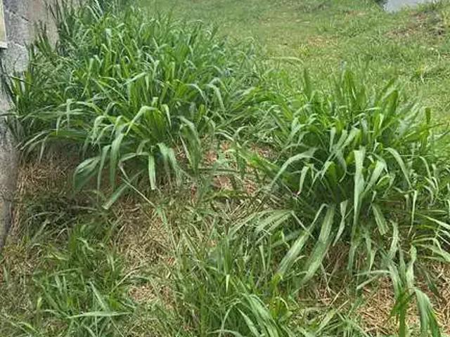 Terreno / Lote para Venda em Santana de Parnaíba/SP Villas do Jaguari