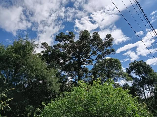 Terreno / Lote para Venda em Santo Antônio do Pinhal/SP Centro