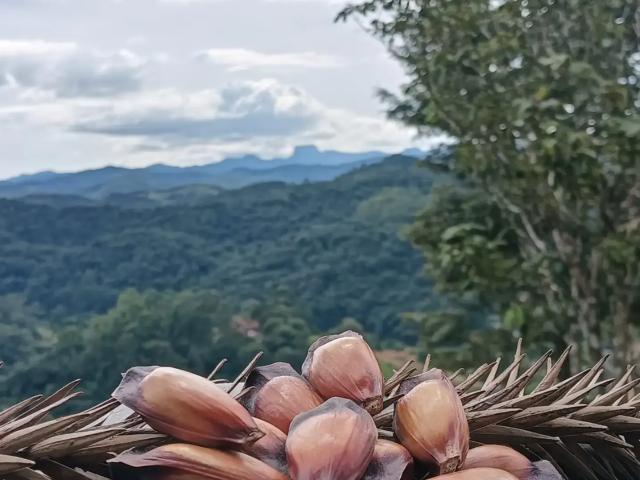 Terreno / Lote para Venda em Santo Antônio do Pinhal/SP Centro