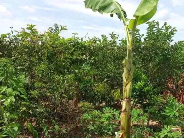 Terreno / Lote para Venda em Salto/SP Jardim Taquaral