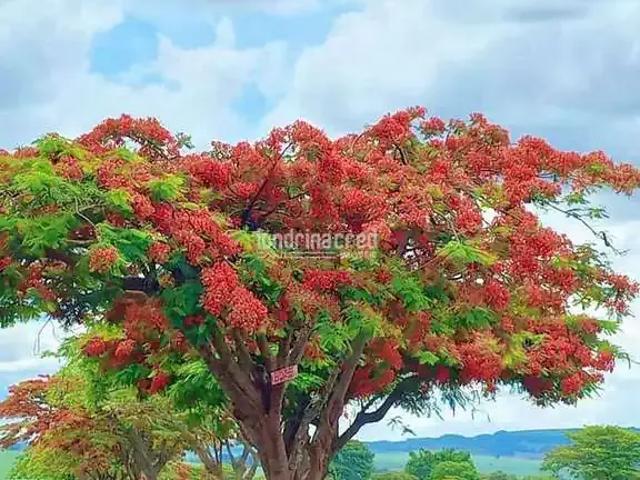 Terreno / Lote para Venda em Sertanópolis/PR Zona Rural
