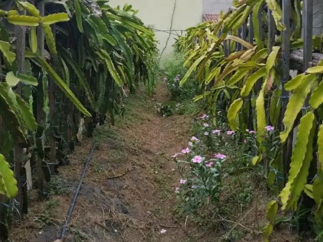 Terreno / Lote para Venda em Serra/ES São Francisco