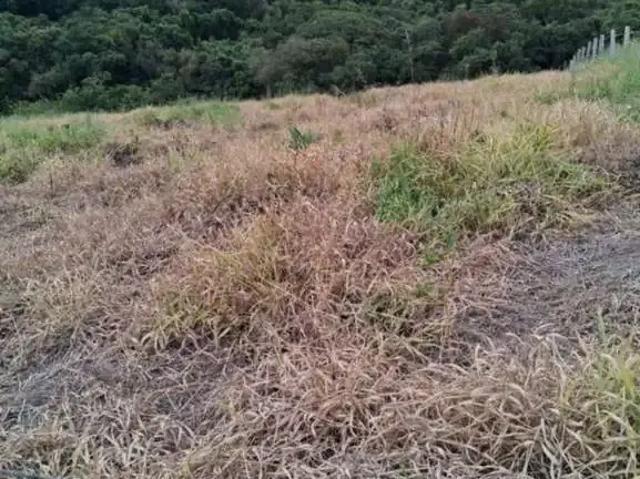 Terreno / Lote para Venda em Socorro/SP Rio Do Peixe