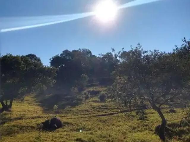 Terreno / Lote para Venda em Sorocaba/SP Centro