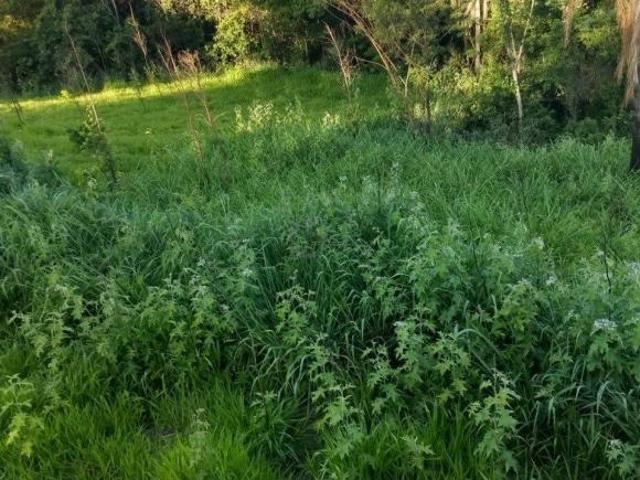 Terreno para loteamento Jacarezinho