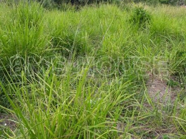 Terreno para Venda em Cotia, Granja Viana