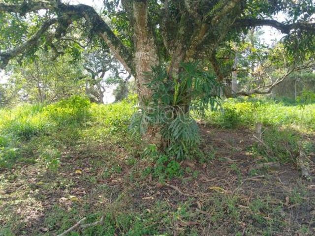 Terreno para Venda em Cotia, Jardim Colibri