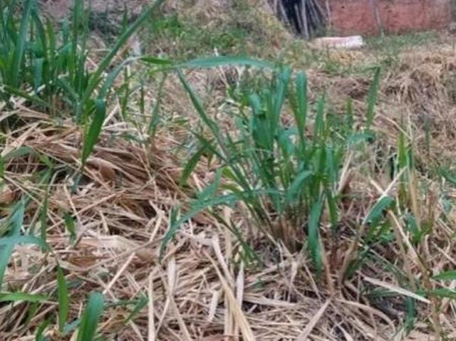 Terreno para venda em Conjunto Minascaixa, Belo Horizonte