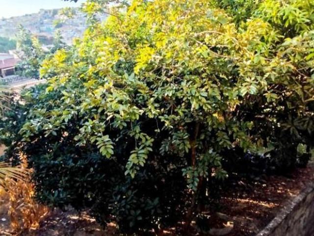 Terreno para venda em Conjunto Paulo VI, Belo Horizonte