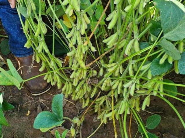 Terreno para venda em Centro, Pedro Gomes